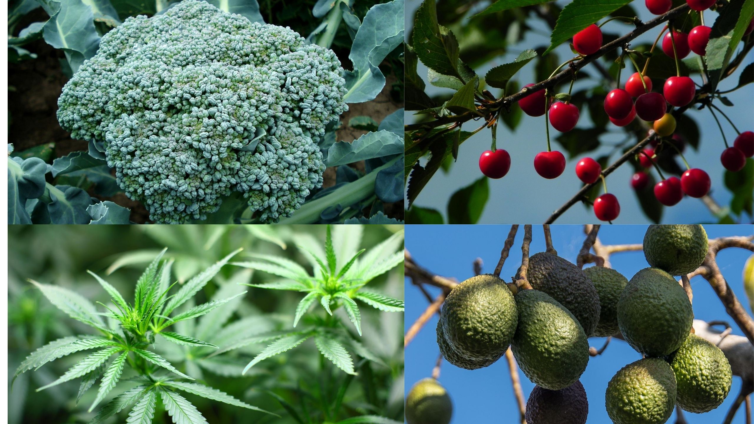 Selectis: Insecticida, fungicida e acaricida Prev-Am Ultra com novas ...